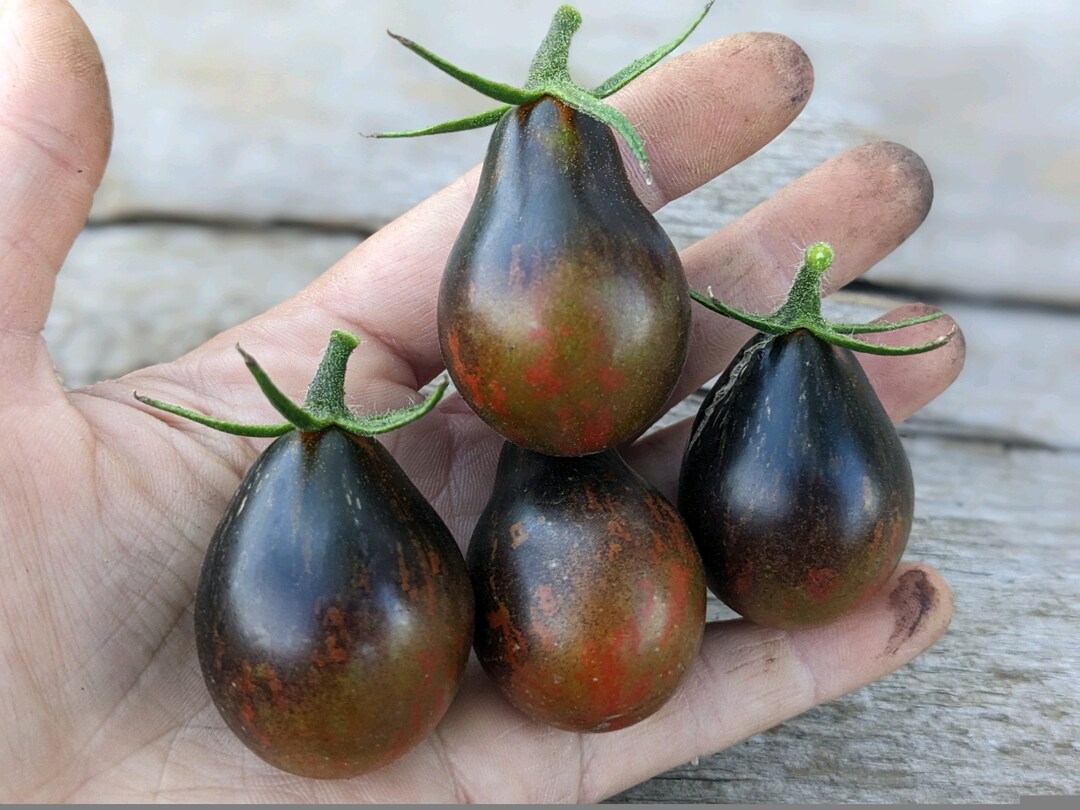 Blue Keyes Tomato - Etsy