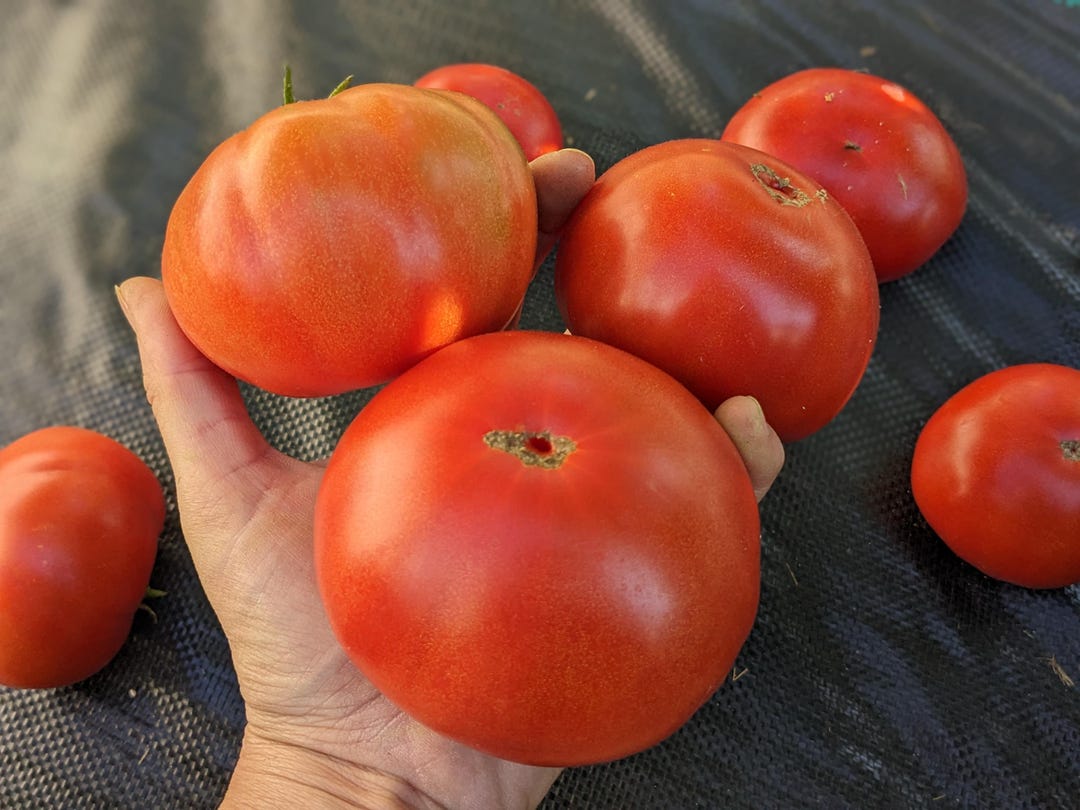 Dwarf Summertime Scarlet Tomato - Etsy
