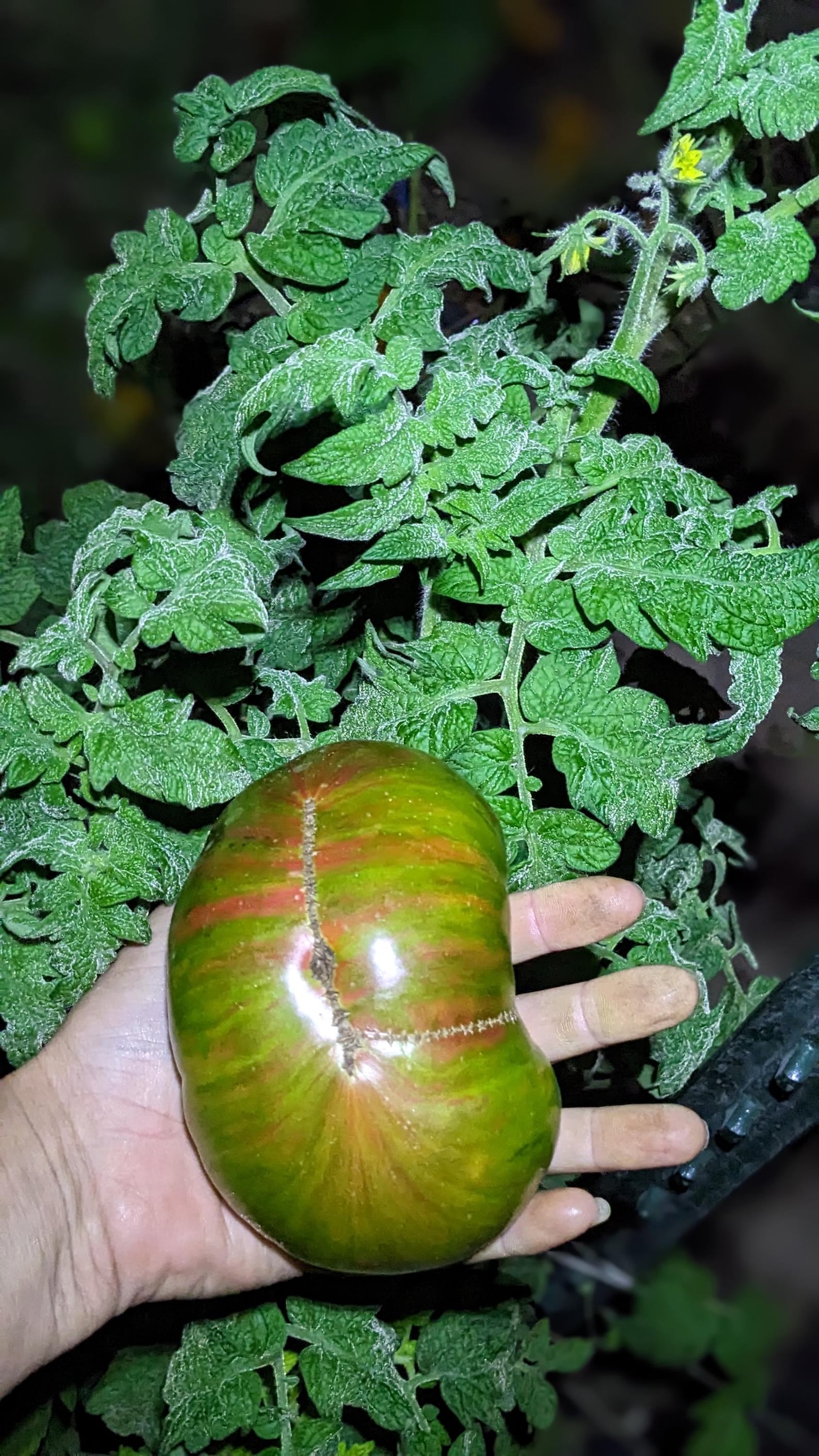 Dwarf Shimmering Beauty Tomato - Etsy