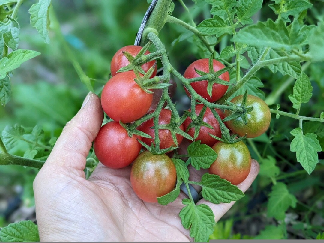 Fruit Punch Cherry Tomato - Etsy