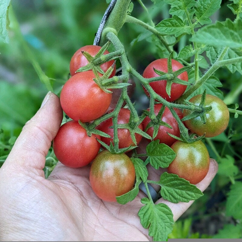 Bill Yoder Tomato Seeds - Etsy