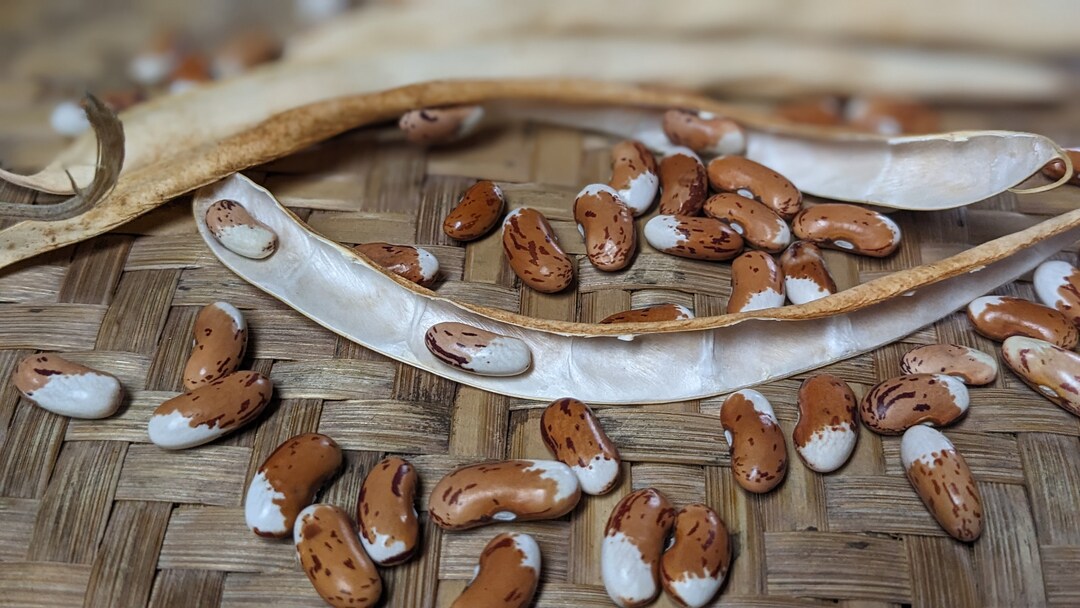 Pink Panther Bush Bean - Etsy