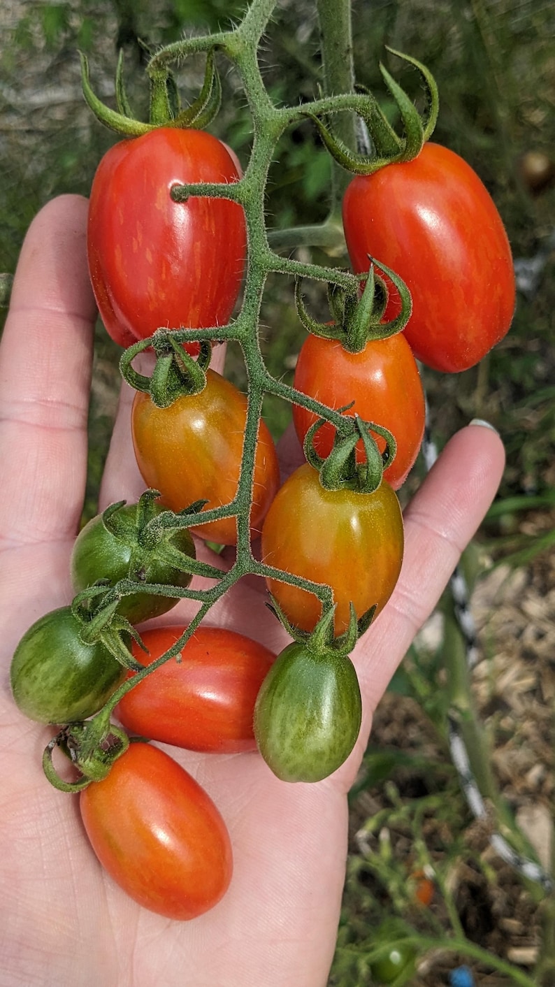 Supernova Grape Tomato - Etsy