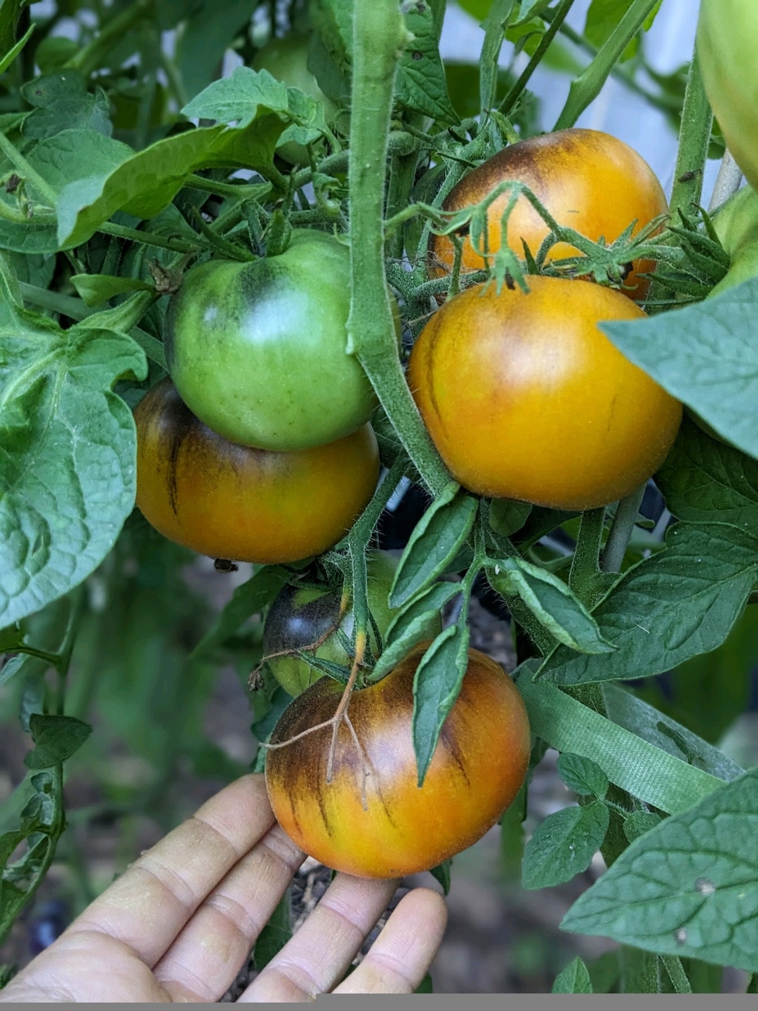 Lucid Gem Tomato - Etsy