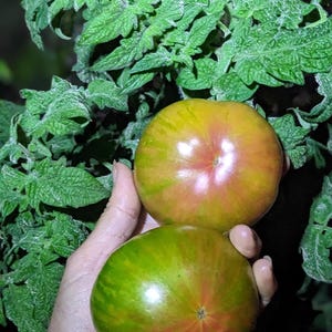 Dwarf Shimmering Beauty Tomato - Etsy