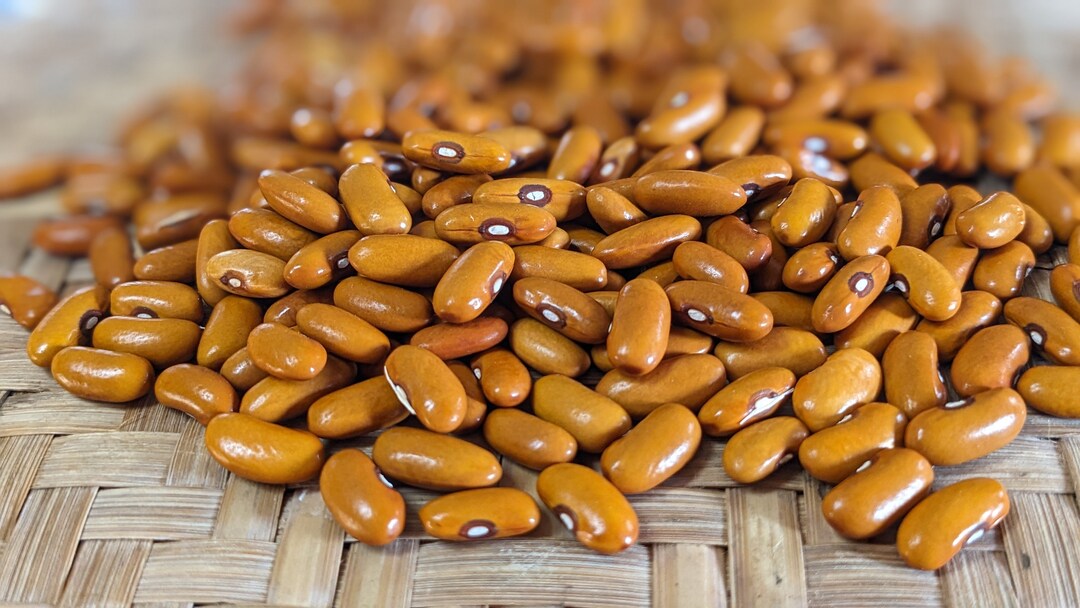 Gaucho Bush Bean - Etsy
