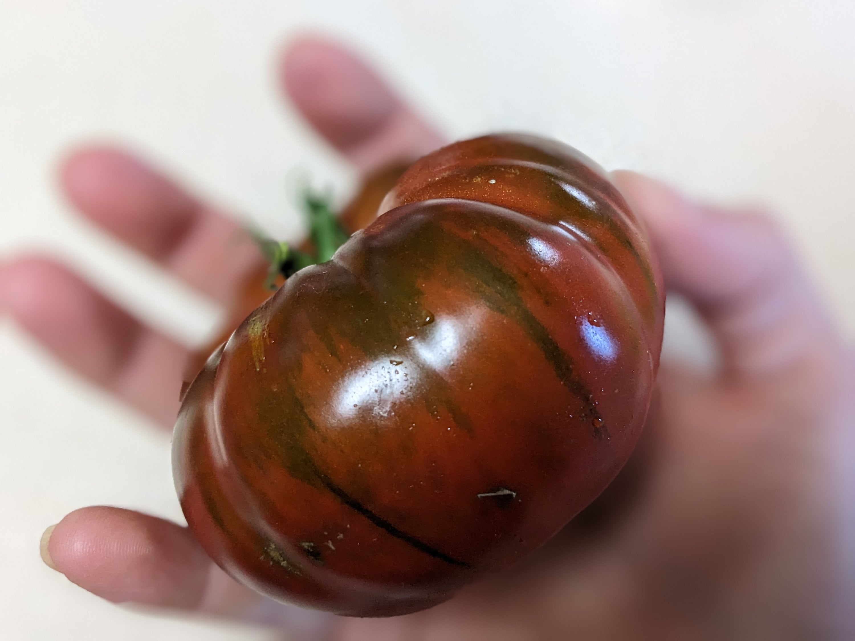 Abraham Brown Tomato - Etsy