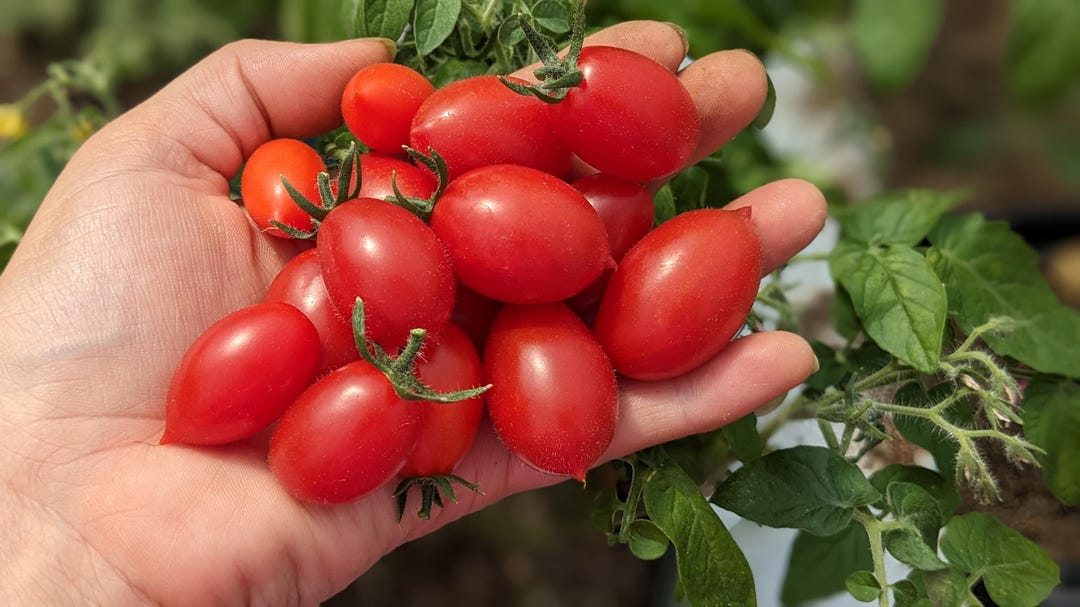 Roadside Micro Dwarf Tomato - Etsy