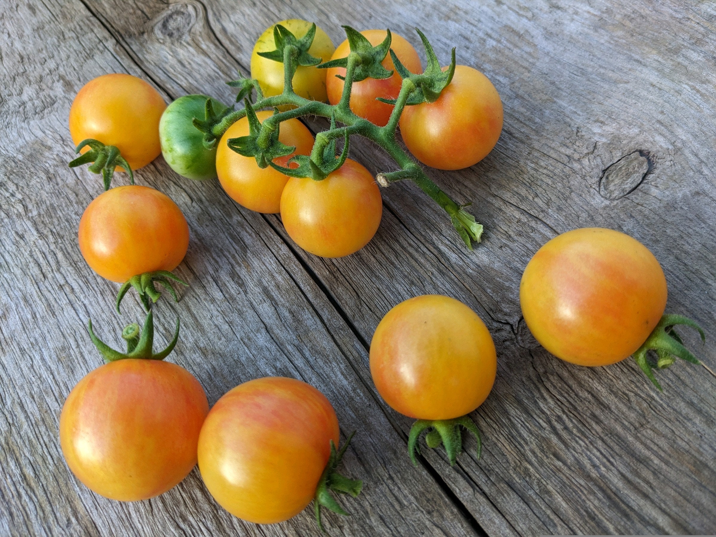 Tropical Sunset Cherry Tomato - Etsy