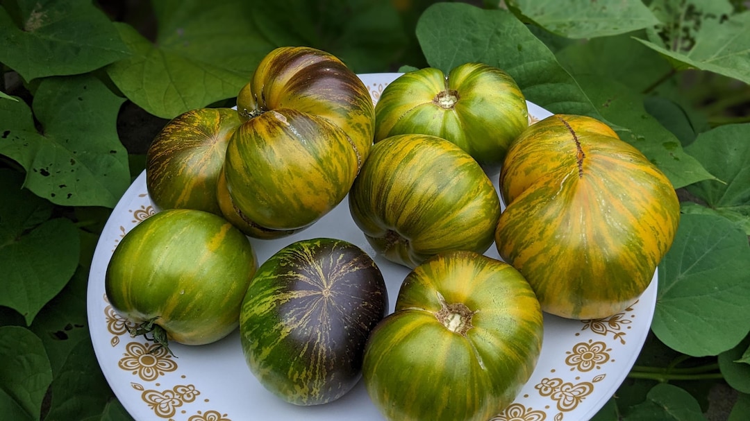 Dwarf Rebela F5 Tomato - Etsy
