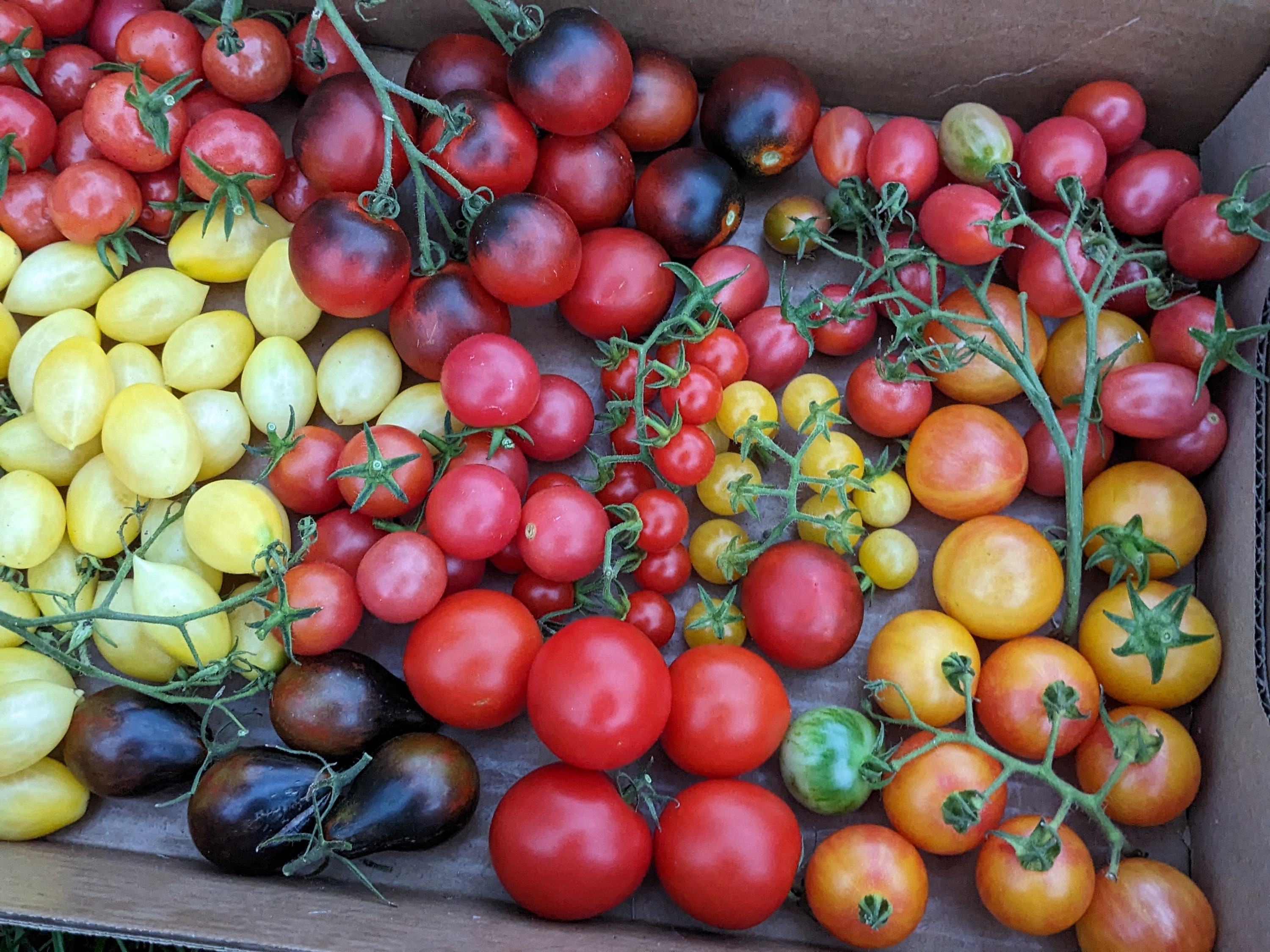 Fruit Punch Cherry Tomato - Etsy