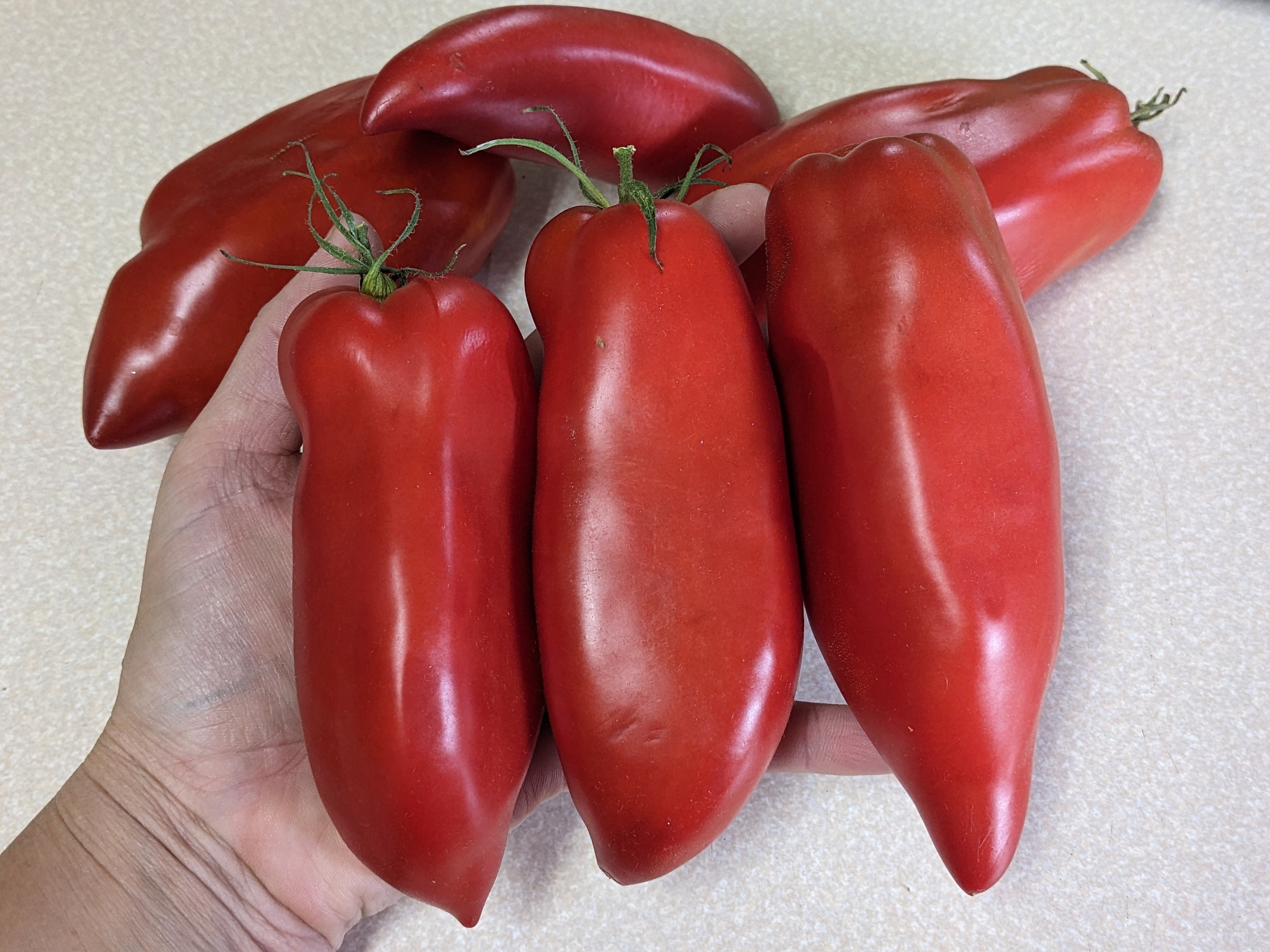 Opalka Tomato - Etsy