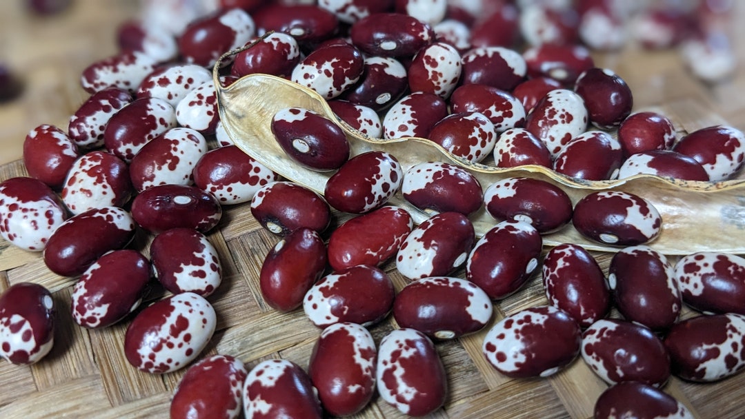 Lady Bush Bean - Etsy