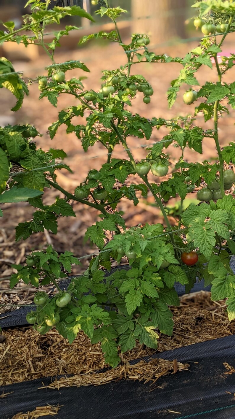Dwarf Irma's Highland Cherry Tomato - Etsy
