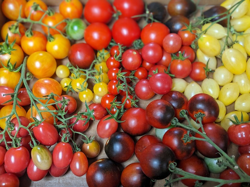 Fruit Punch Cherry Tomato - Etsy