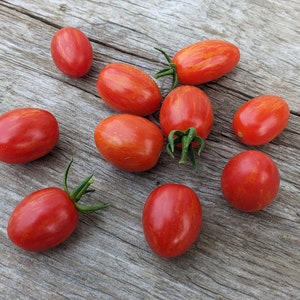 Supernova Grape Tomato - Etsy