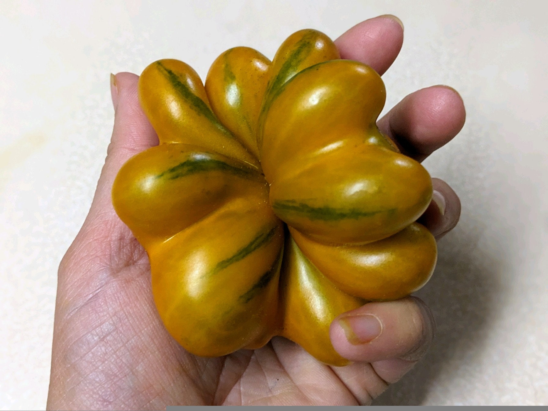 Phil's Two Tomato - Etsy