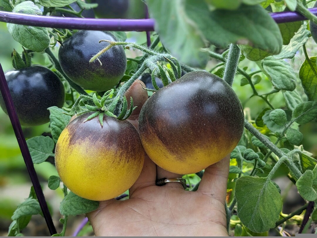 Woolly Kate Yellow Tomato - Etsy