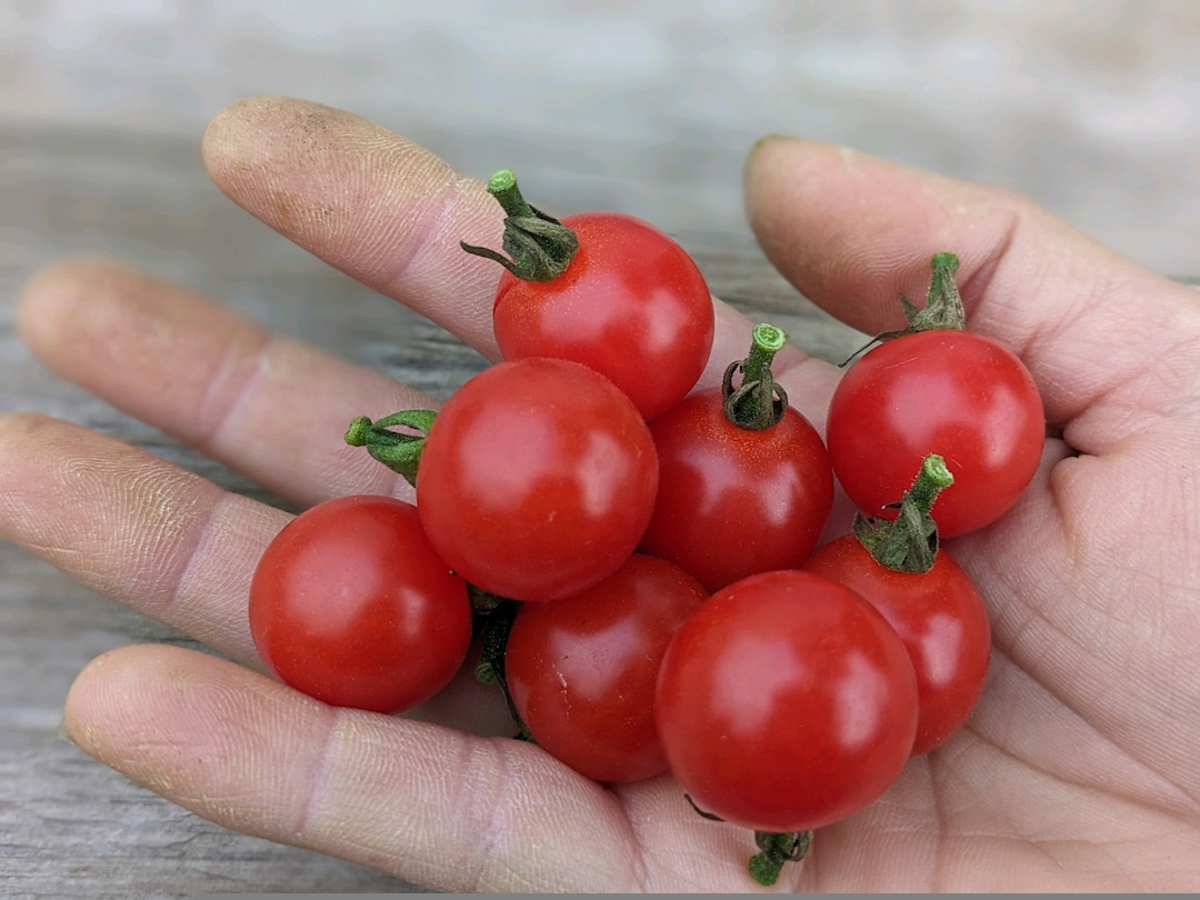 Sweet Aperitif Cherry Tomato - Etsy