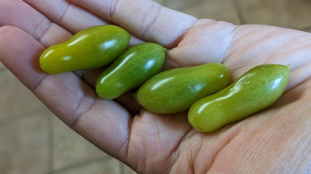 Dancing Green Fingers Tomato - Etsy
