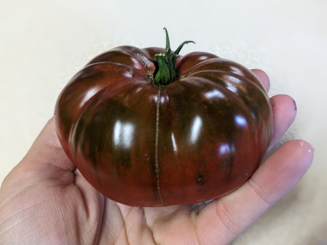 Abraham Brown Tomato - Etsy
