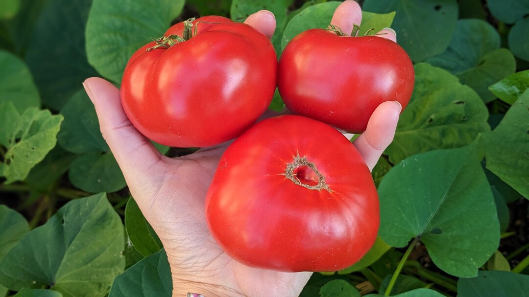 Dwarf Tanunda Red Tomato - Etsy