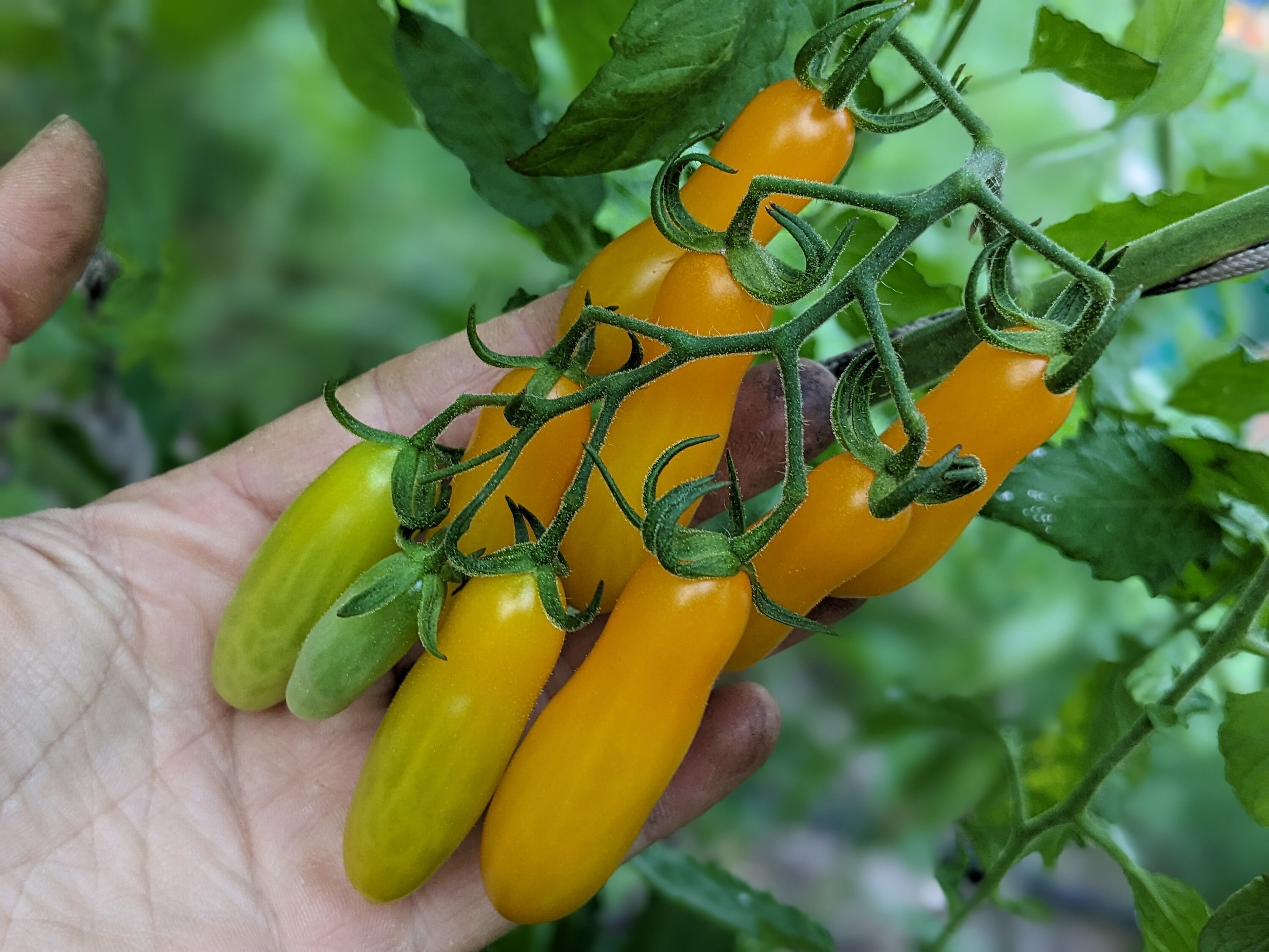 Starlight Grape Tomato - Etsy