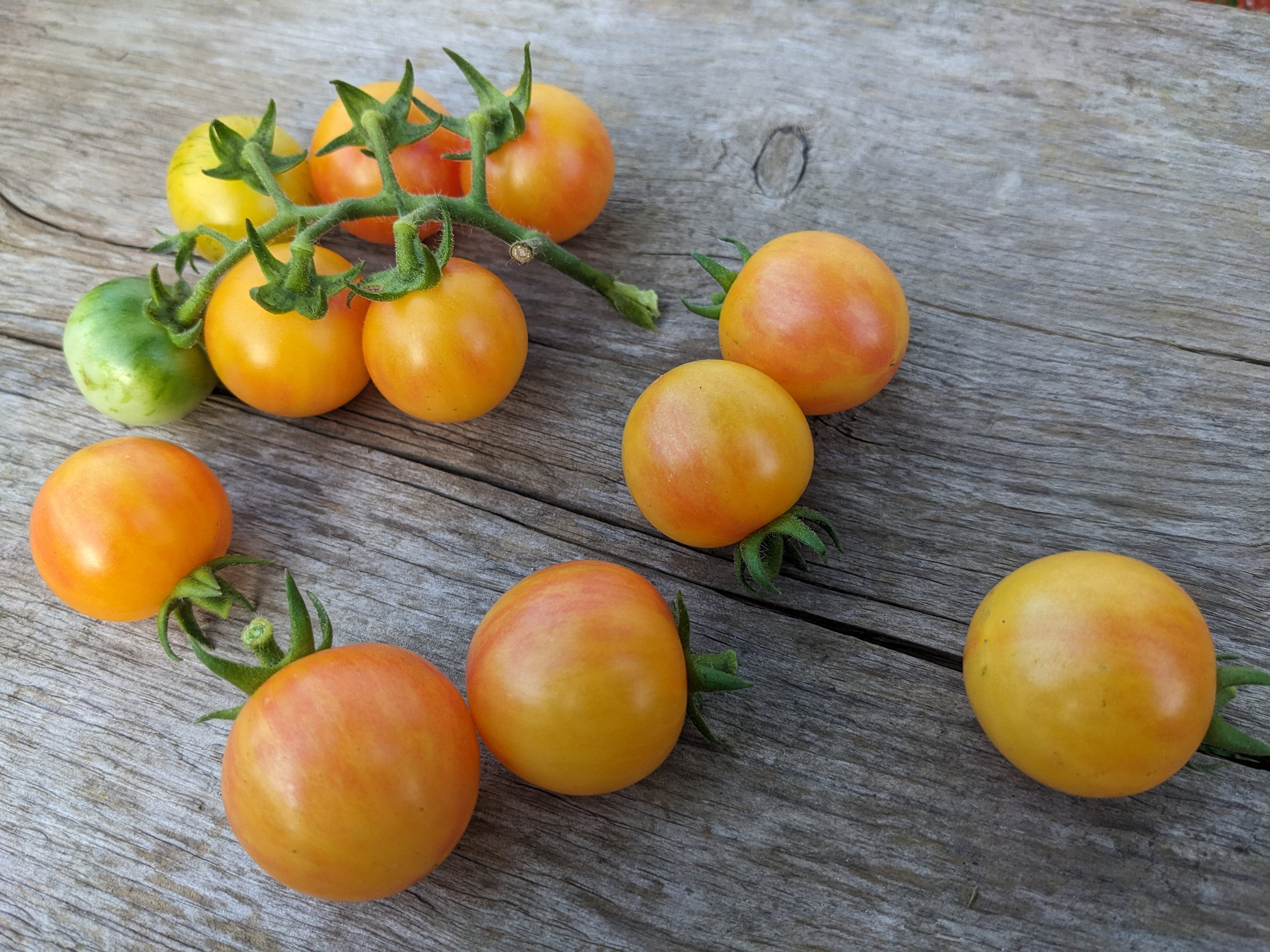 Tropical Sunset Cherry Tomato - Etsy