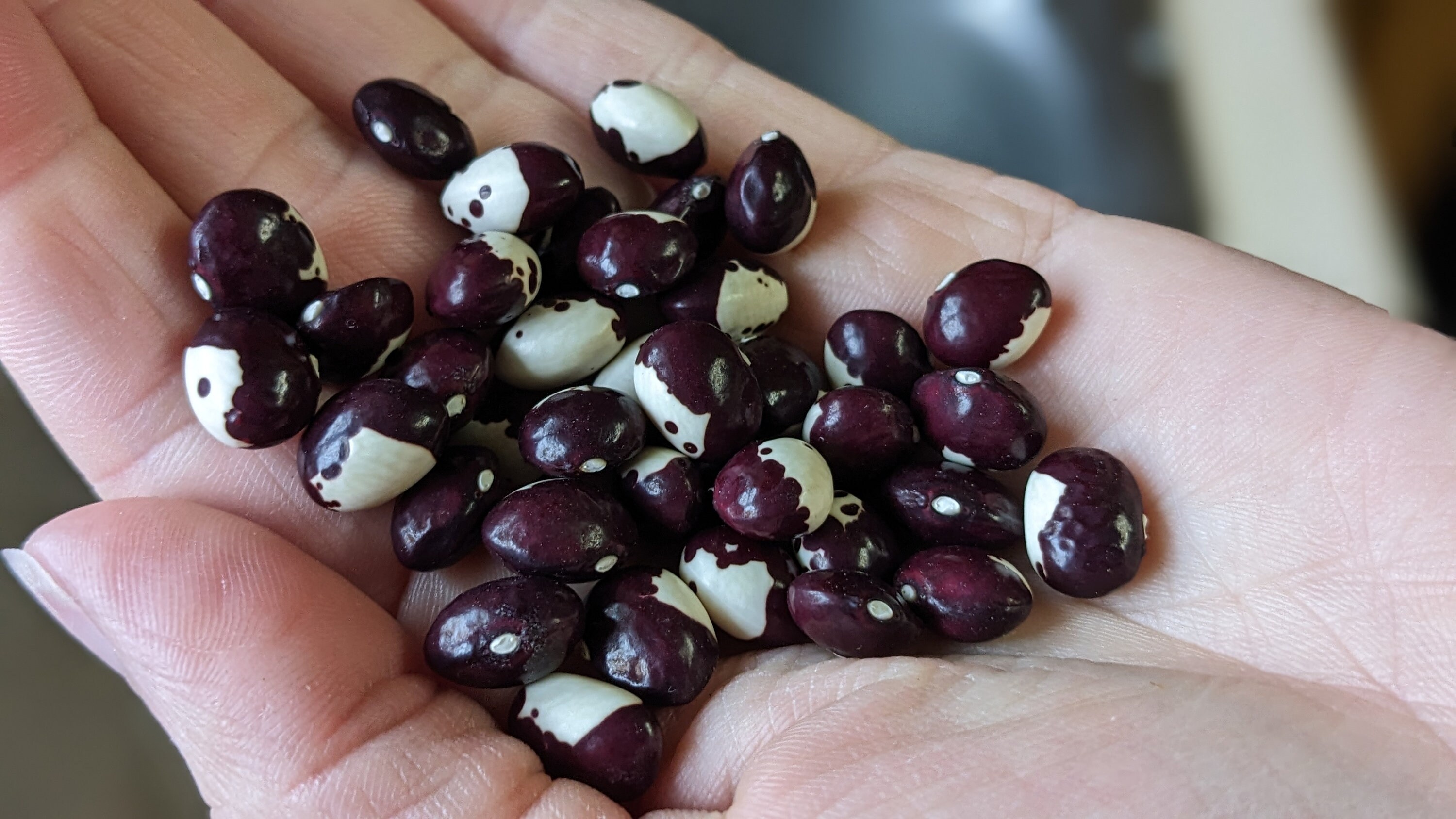 Munachedda Rossa Pole Bean - Etsy