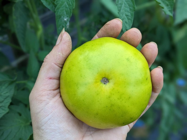 Bo Mango Tomato - Etsy