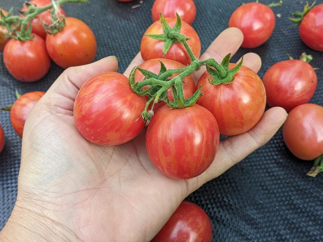 Dwarf Raspberry Beret Cherry Tomato - Etsy