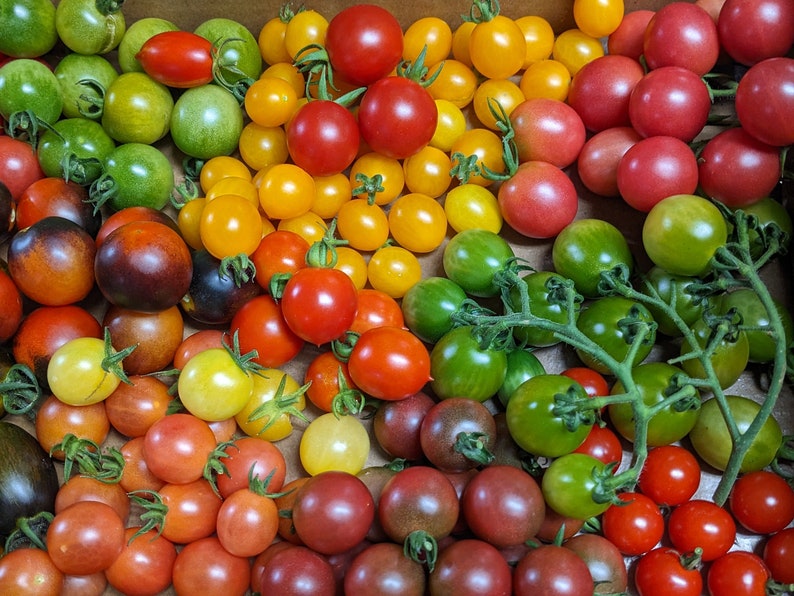 Sweet Aperitif Cherry Tomato - Etsy