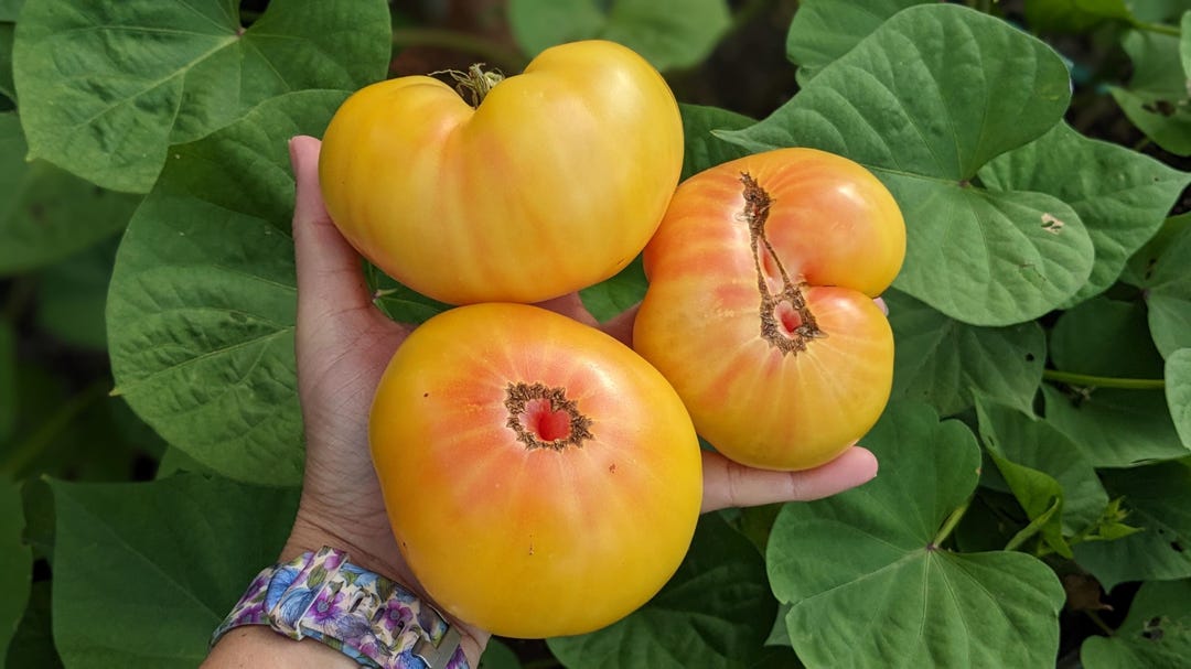 Dwarf Summer Sunrise Tomato - Etsy