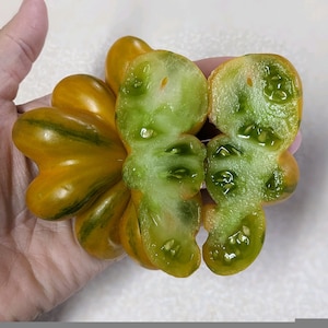 Phil's Two Tomato - Etsy