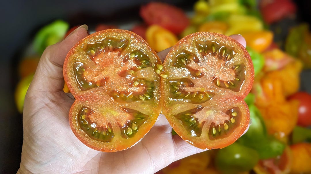 Thorburn's Terra Cotta Tomato - Etsy