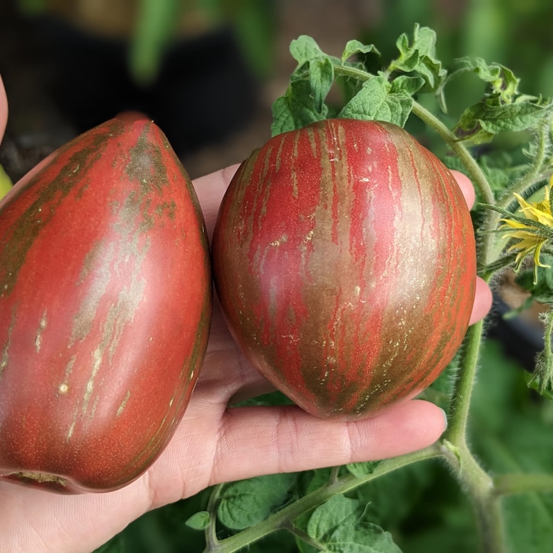 Purple Black Stripe - Etsy