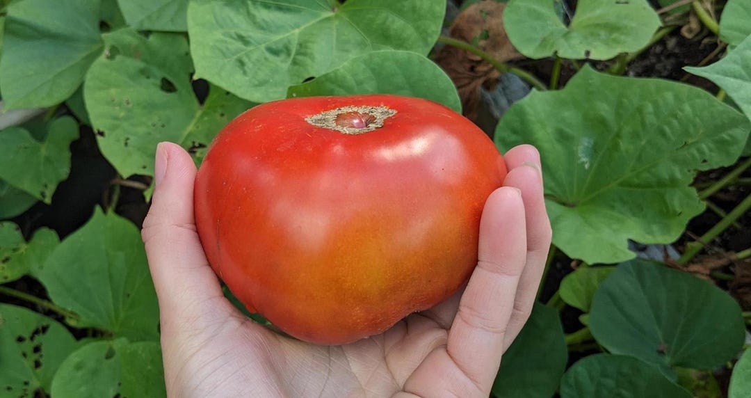 Dwarf Maralinga Tomato - Etsy