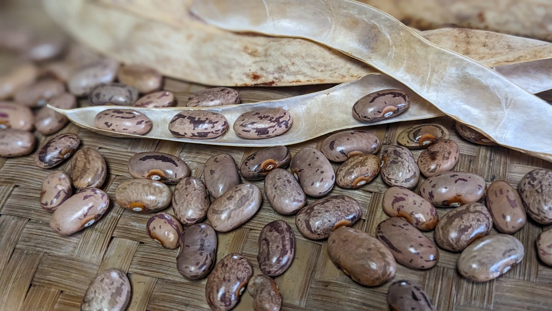 Oak Grove Pole Bean - Etsy