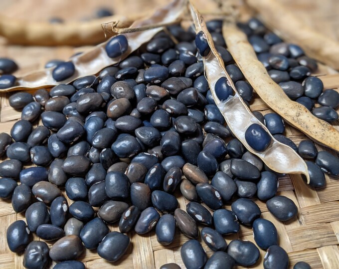 Nonna Agnes's Blue Pole Bean AKA San Bernardo Blue - Etsy