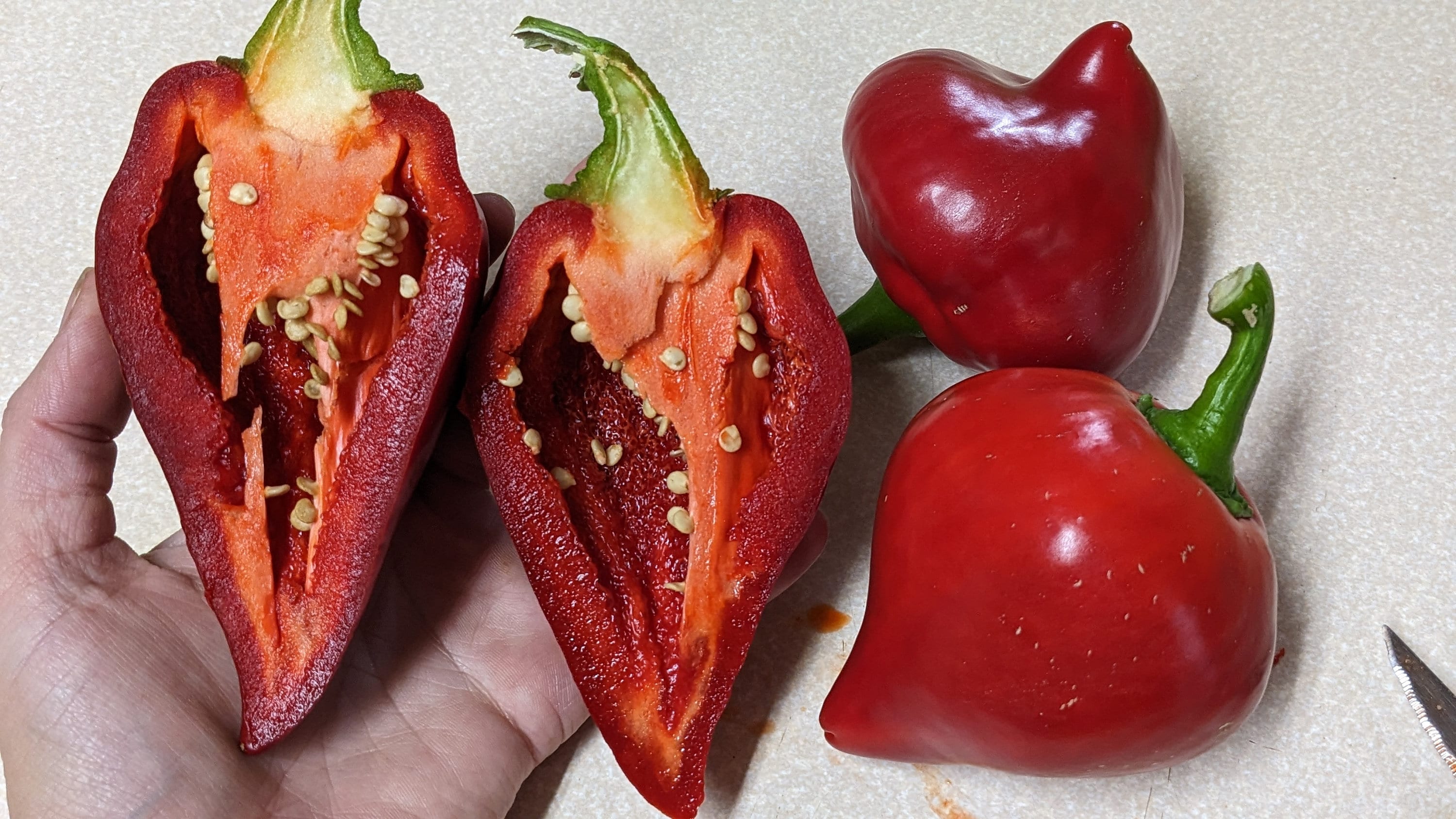 Lesya Sweet Red Pepper - Etsy