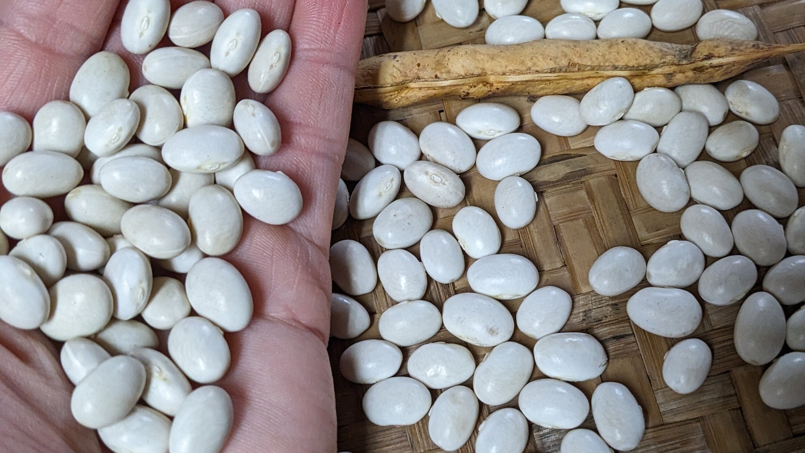 White Marrowfat Bush Bean - Etsy