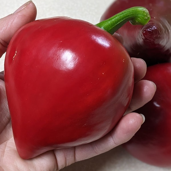 Lesya Sweet Red Pepper Seeds - Etsy