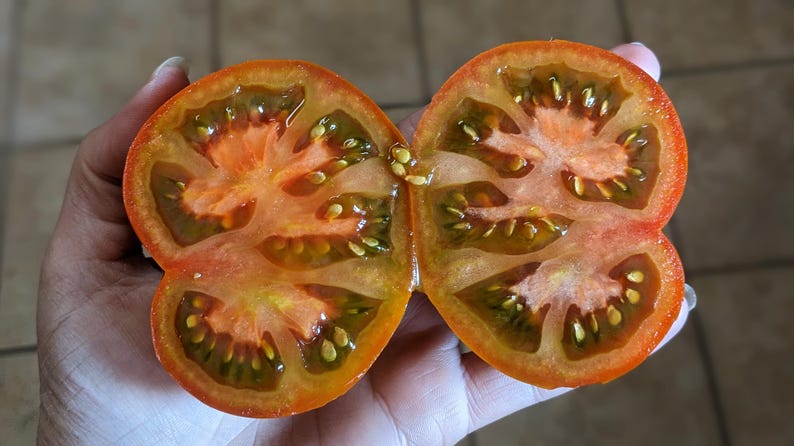 Thorburn's Terra Cotta Tomato - Etsy