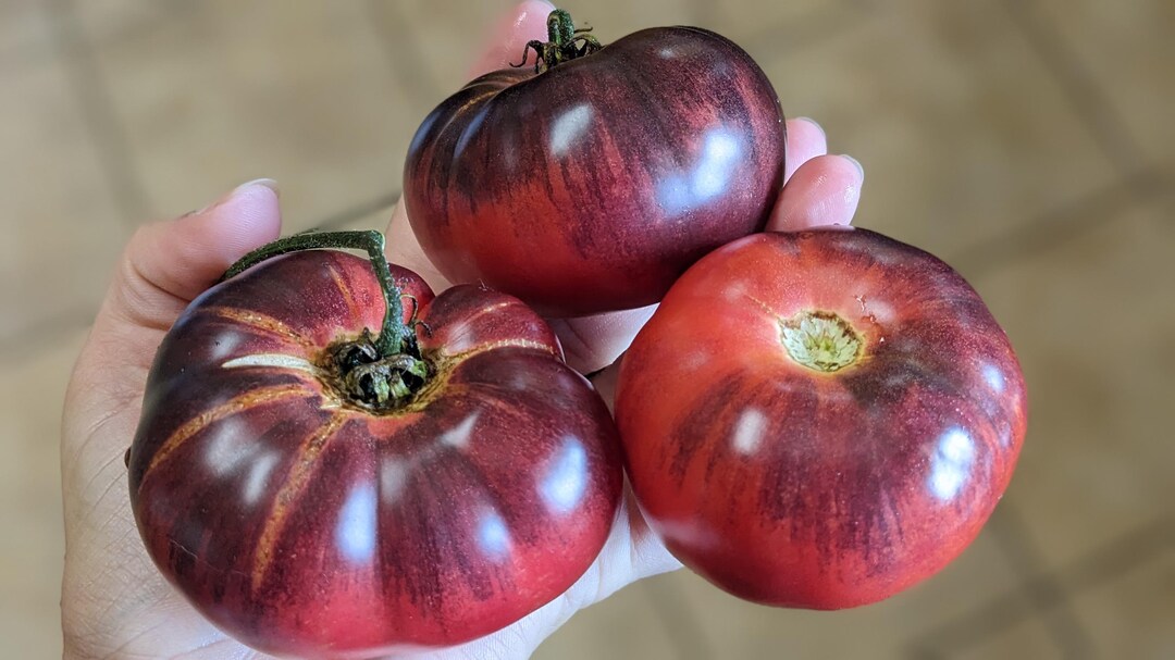 Mar Azul Tomato - Etsy