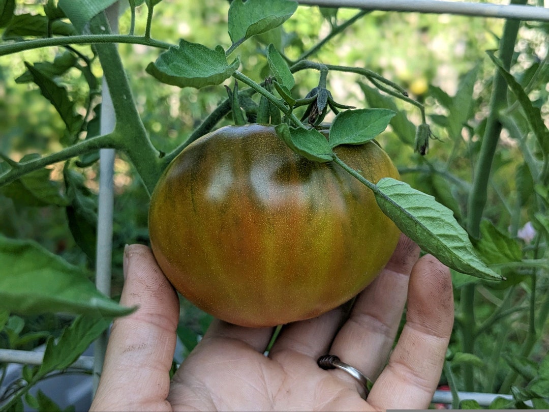 Everett's Rusty Oxheart Tomato - Etsy