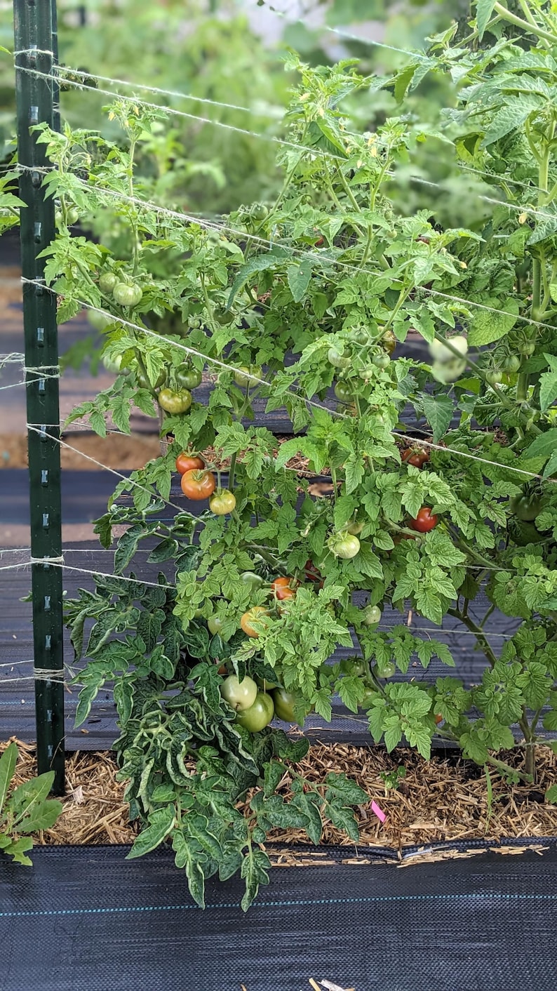 Dwarf Irma's Highland Cherry Tomato - Etsy