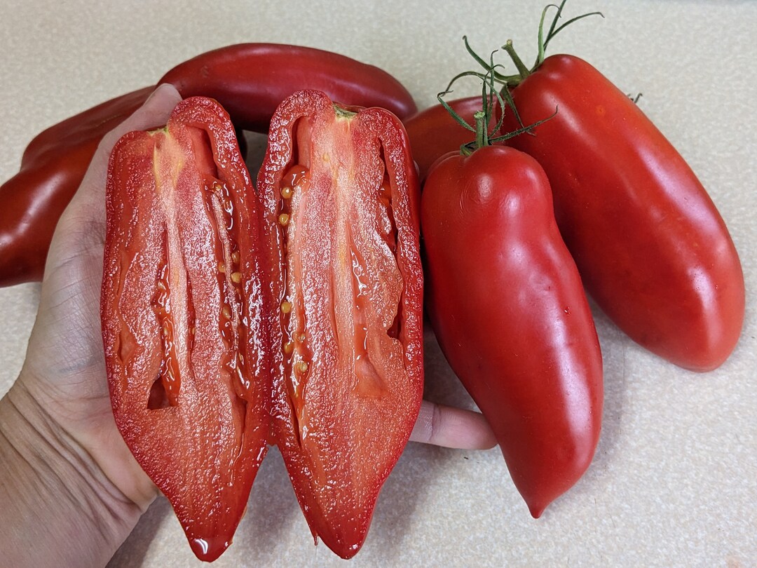 Opalka Tomato - Etsy