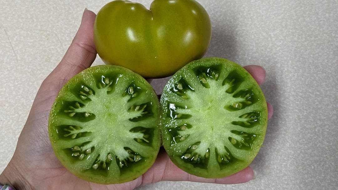 Big Green Dwarf Tomato - Etsy