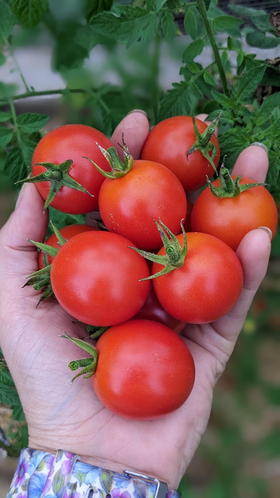 Lea Von Annemarie Cherry Tomato - Etsy