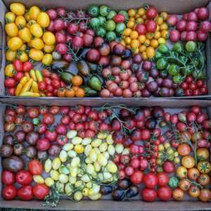 Supernova Grape Tomato - Etsy